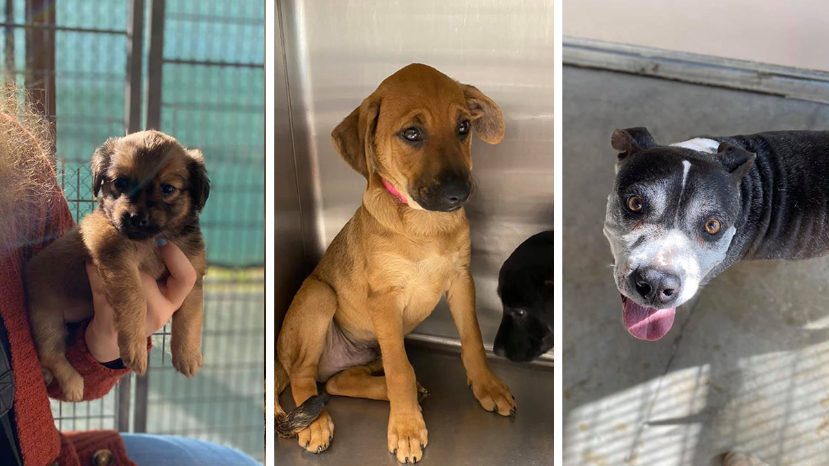 Refugio en Orlando pide ayuda para perros rescatados de Puerto Rico ...