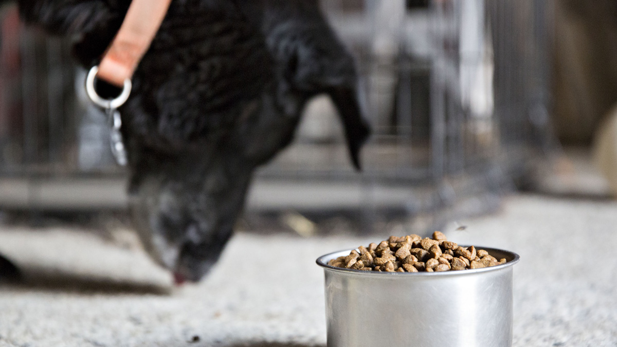 Entrega de alimentos para mascotas – Telemundo Orlando (31)