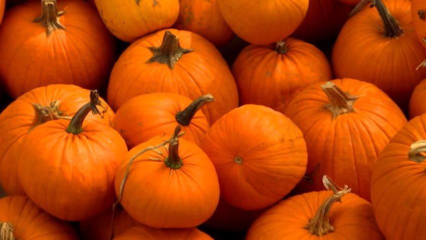 Dónde encontrar la calabaza perfecta para el otoño y diversión familiar ...