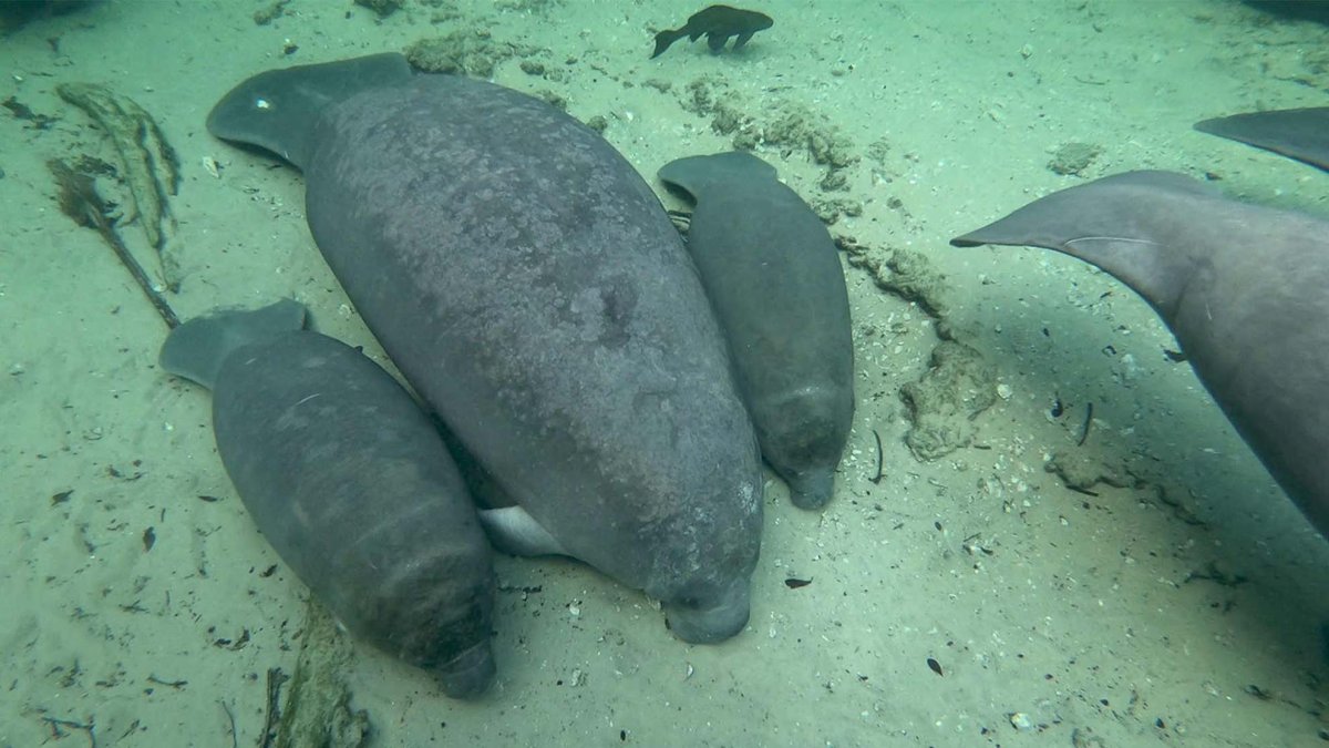 Florida: manatí pare a mellizos en hecho "extremadamente raro" ante ...