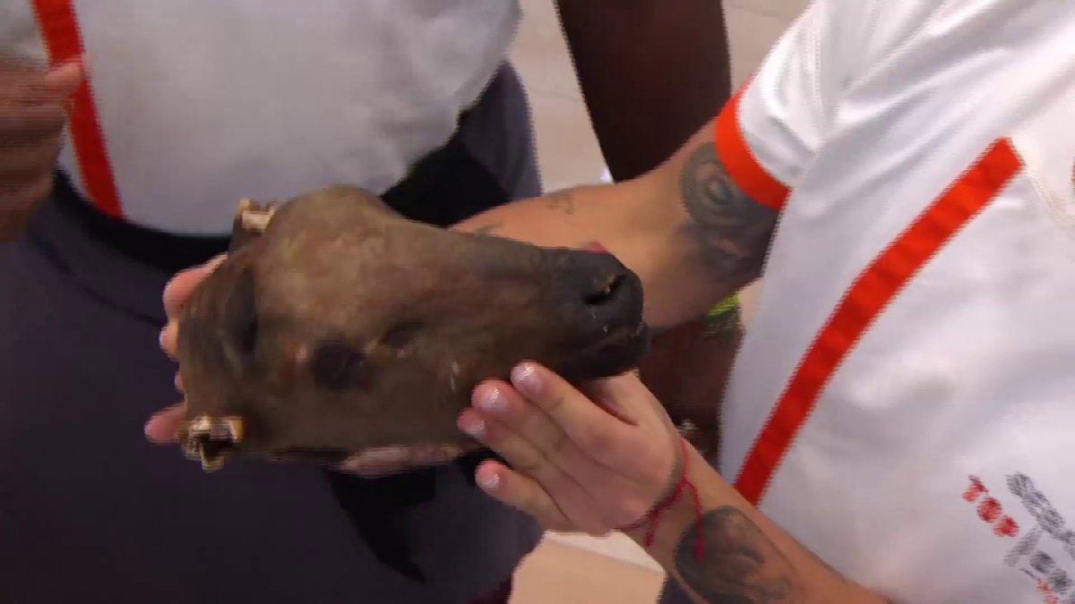 Top Chef VIP: la proteína que sorprendió a los famosos – Telemundo ...