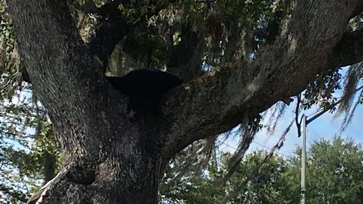 Oso negro aparece cerca de una tienda ubicada en John Young Parkway ...