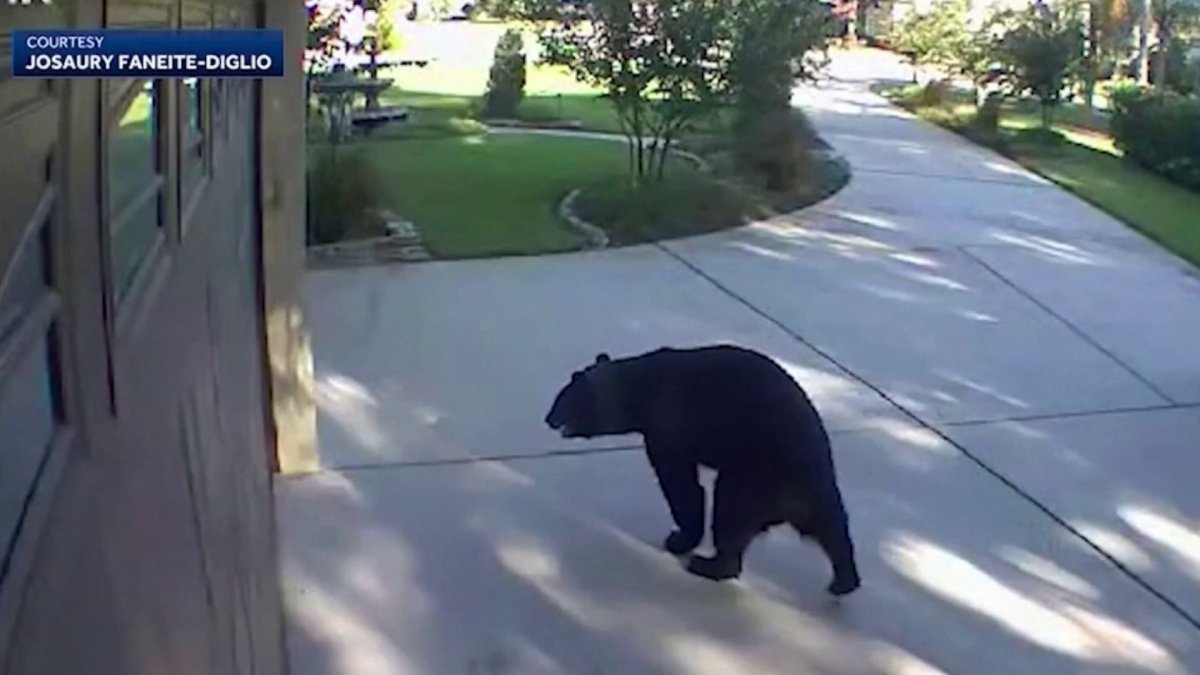 Video: oso de tres patas entra a una casa de Florida – Telemundo ...