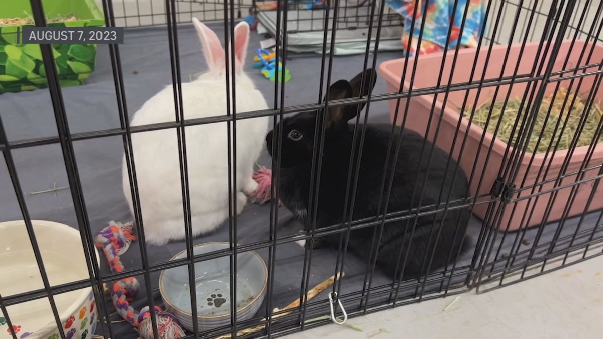 San Diego: revelan destino de animales desaparecidos en un refugio ...