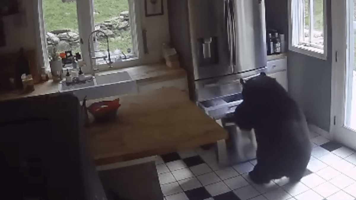 Los 5 videos de osos más locos y virales de 2023 – Telemundo Orlando (31)