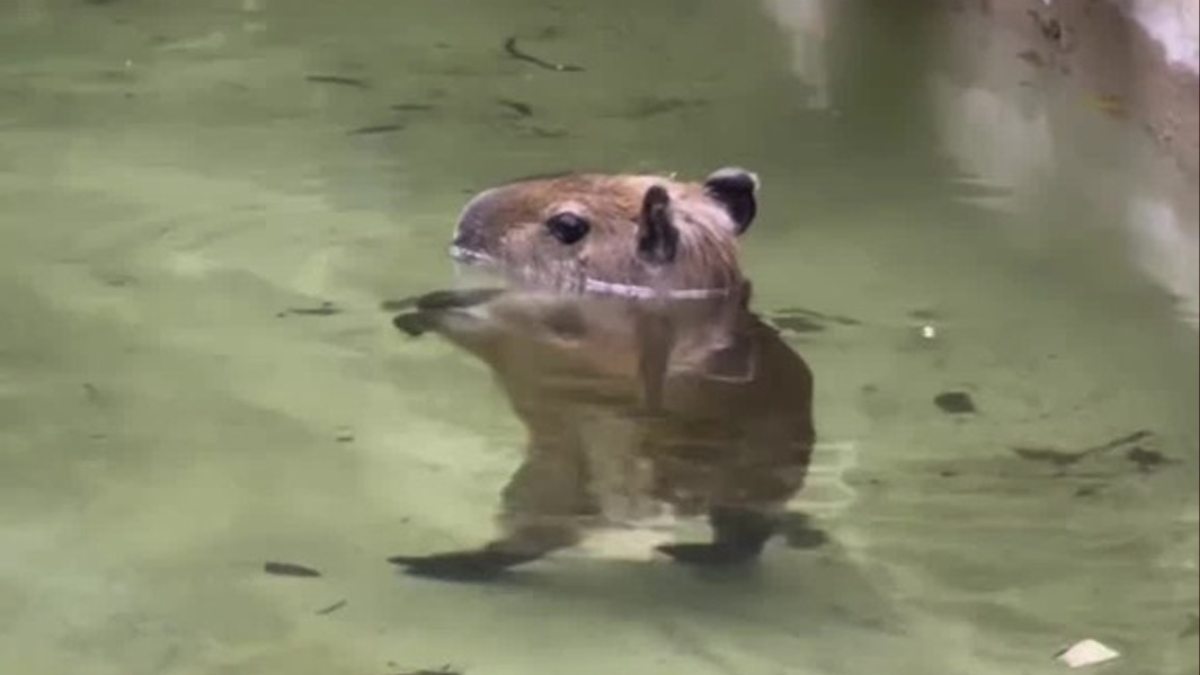 Capibara de Miami se hace viral bailando “Thriller” – Telemundo Orlando ...