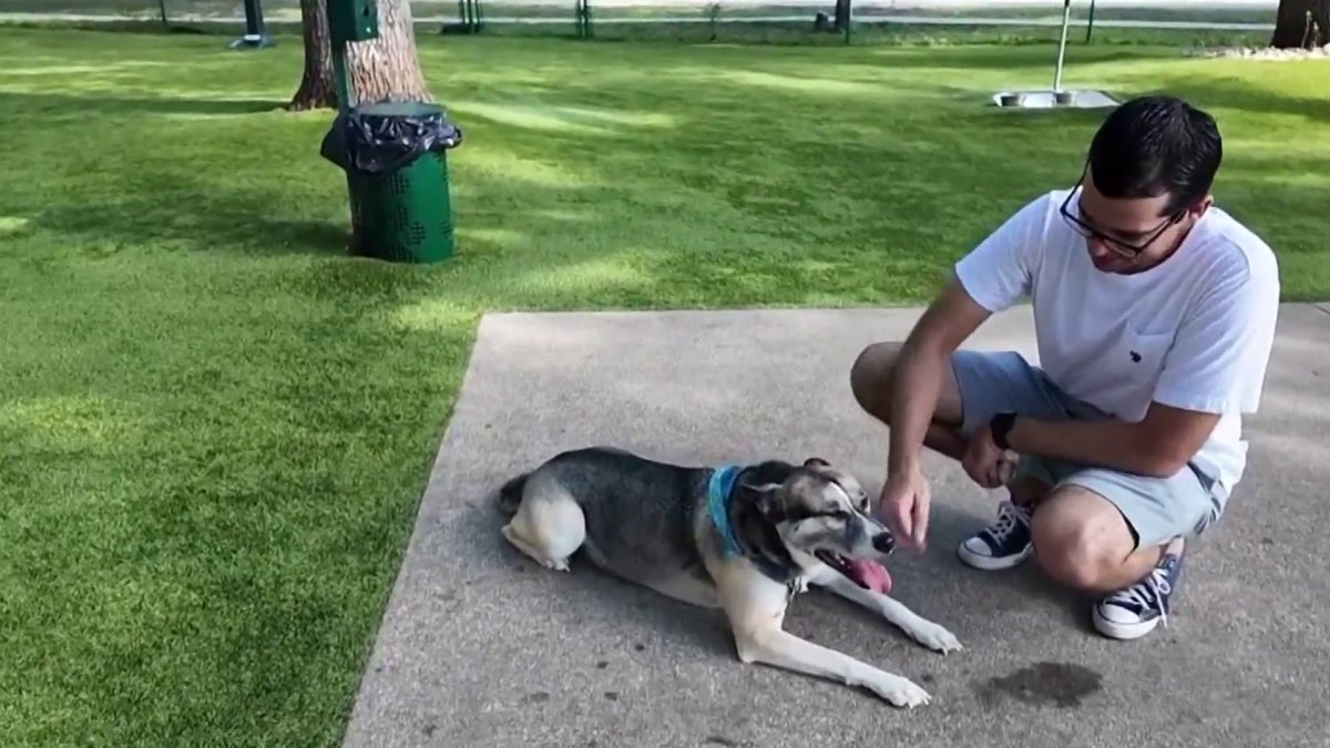 “Un perrito que da mucho amor”: Meteorólogo de Telemundo comparte la ...