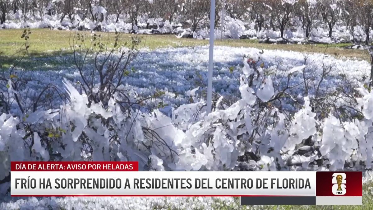 Impactos del frío intenso registrado en el centro de Florida ...