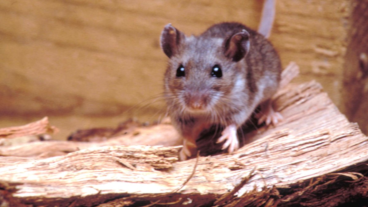 ¿Dónde merodea el hantavirus en EEUU y cómo protegerse? – Telemundo ...